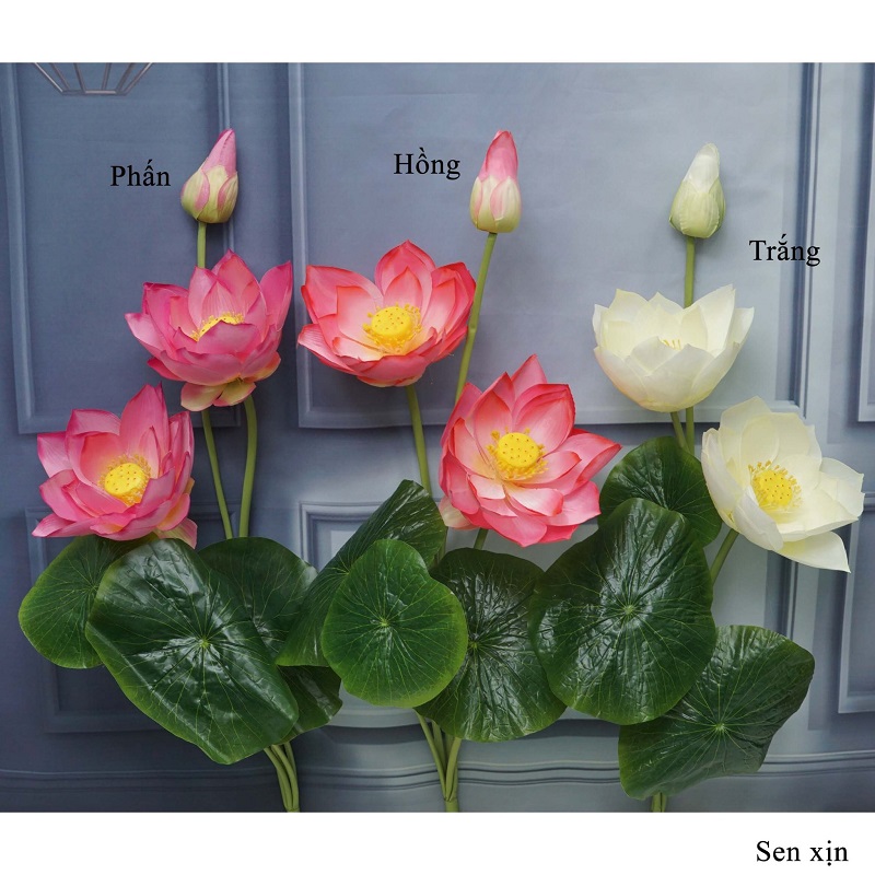 Hoa sen giả cánh nở